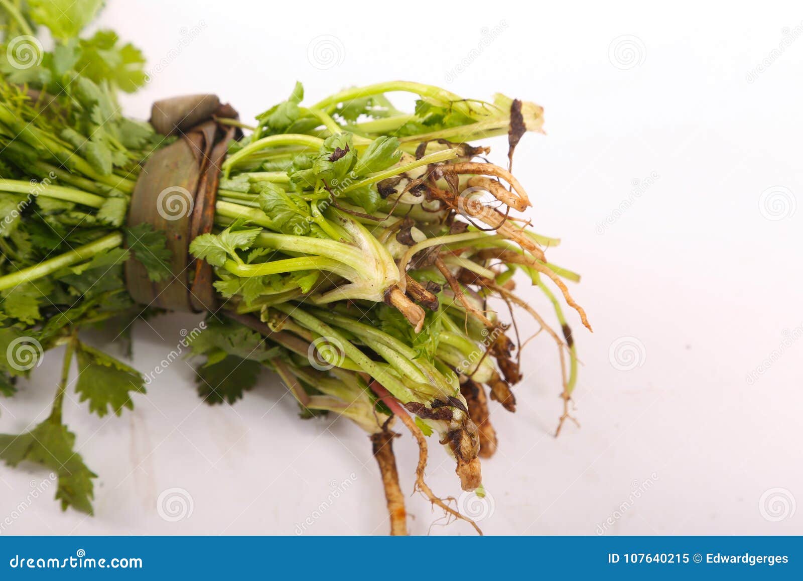 Fresh Coriander Vegetable on White Background Stock Image - Image of ...