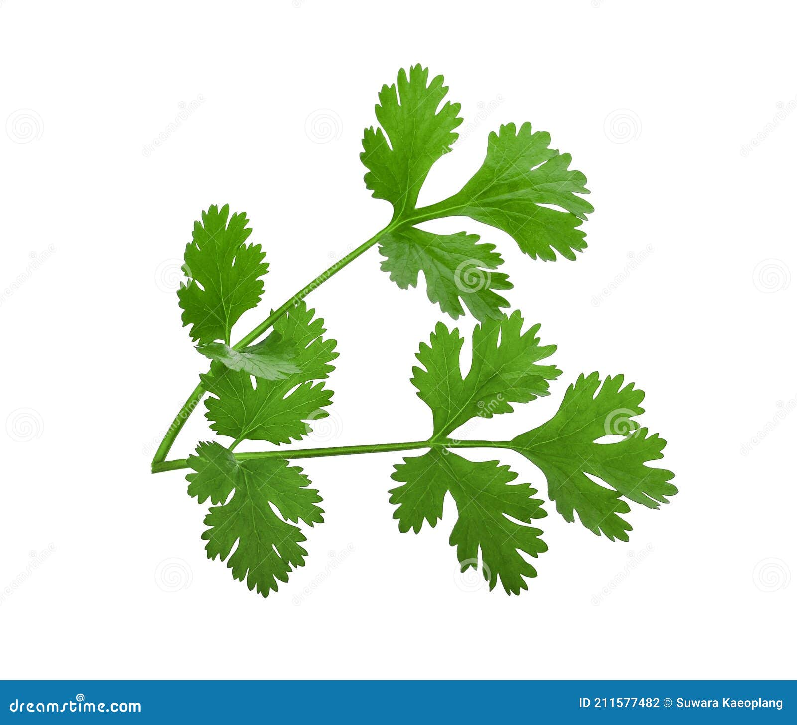 Fresh Coriander on White Background Stock Photo - Image of spice, herb ...