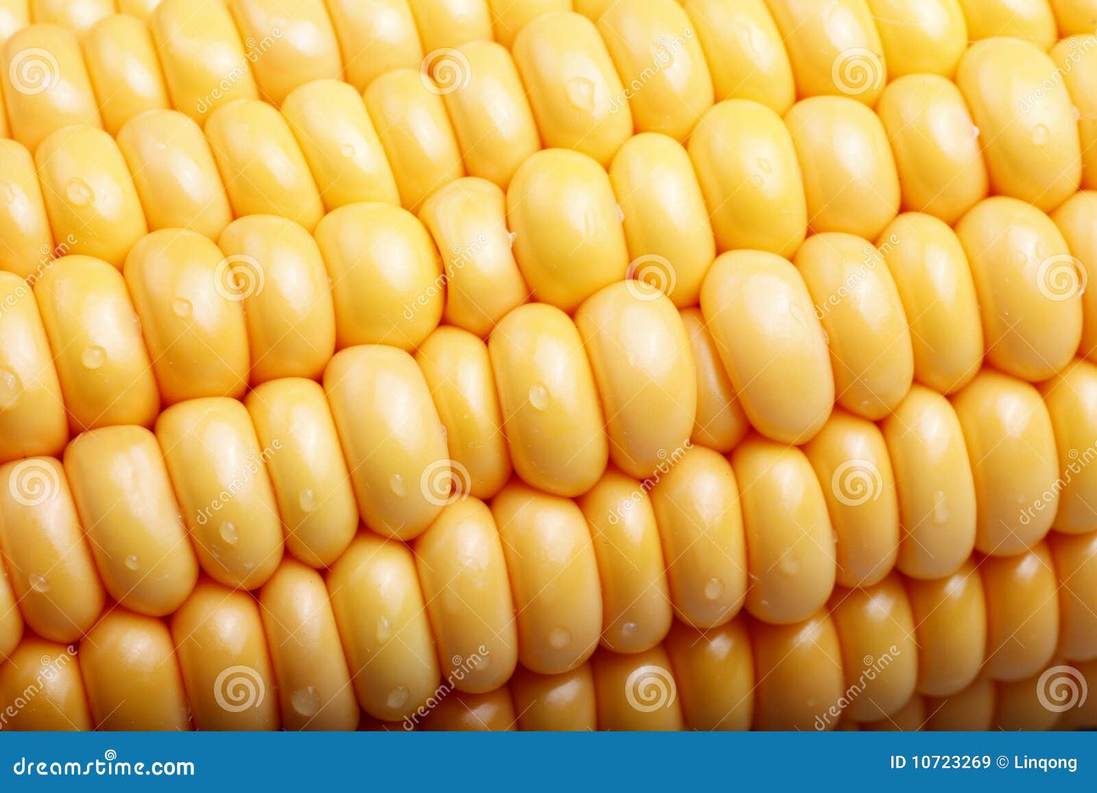 Fresh corn. stock image. Image of fresh, golden, natural - 10723269