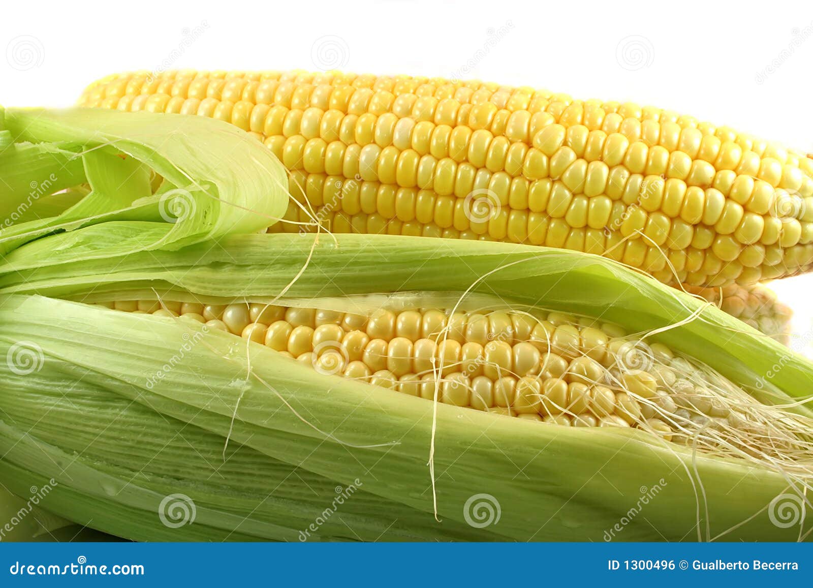 Fresh Corn stock photo. Image of organic, diet, popcorn - 1300496