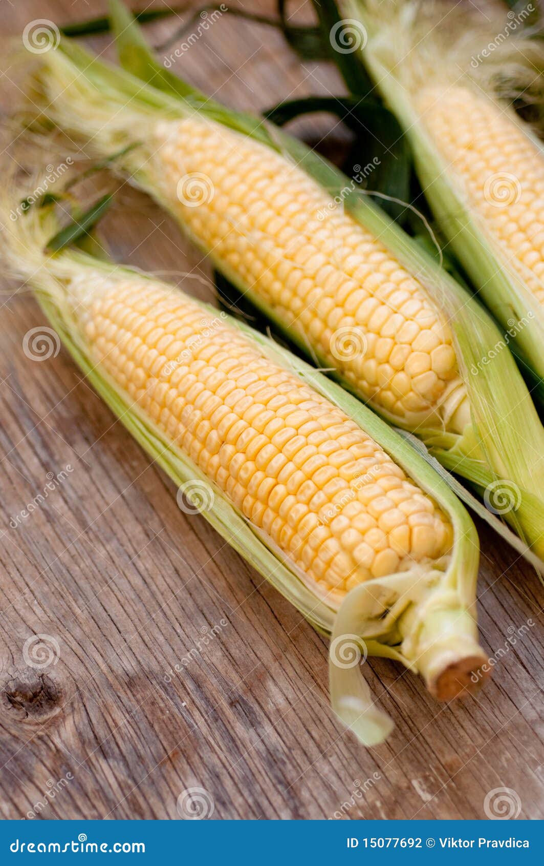 Fresh corn stock photo. Image of fresh, uncooked, yellow - 15077692