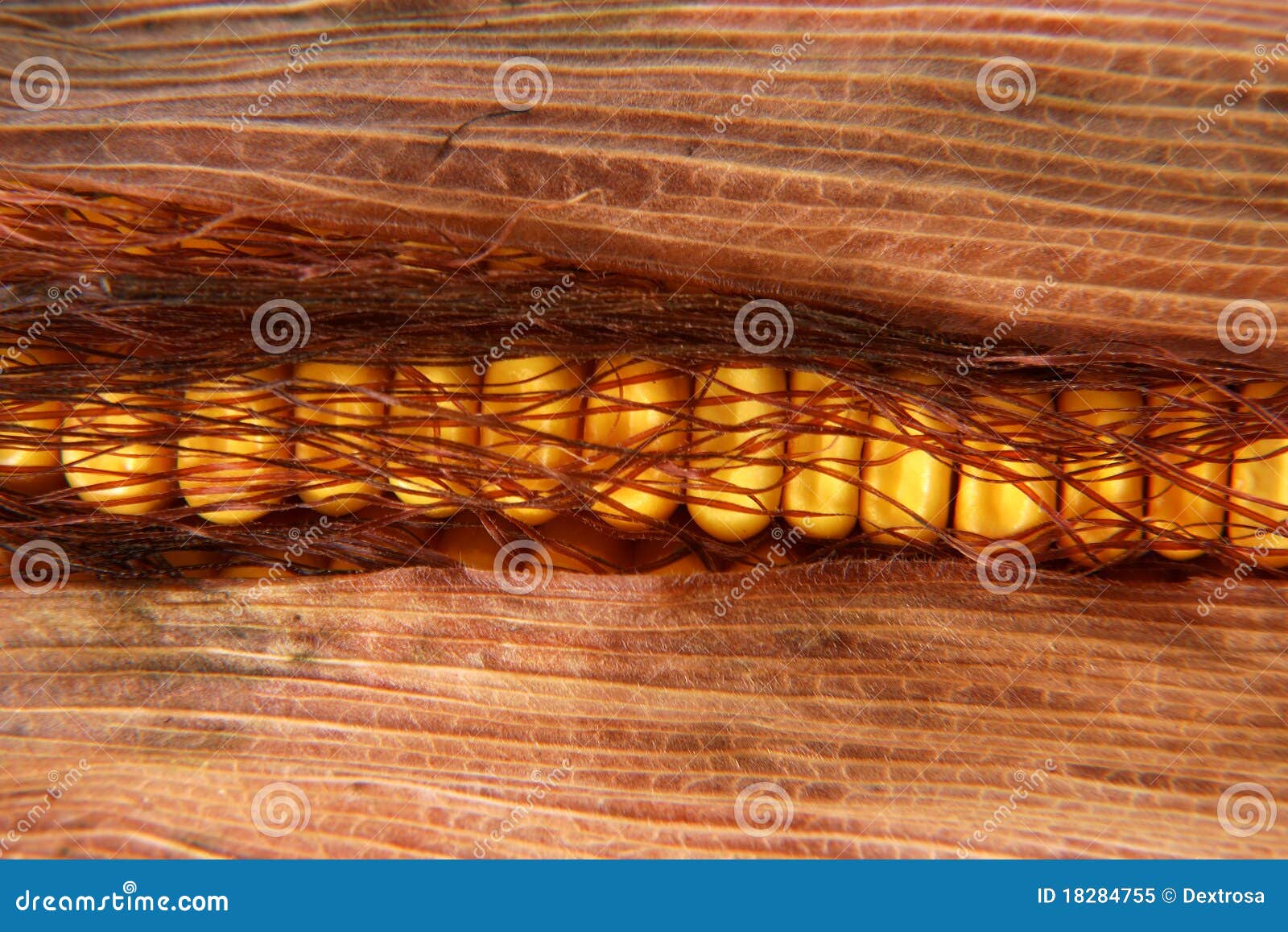 Fresh corn stock image. Image of nature, color, harvest - 18284755