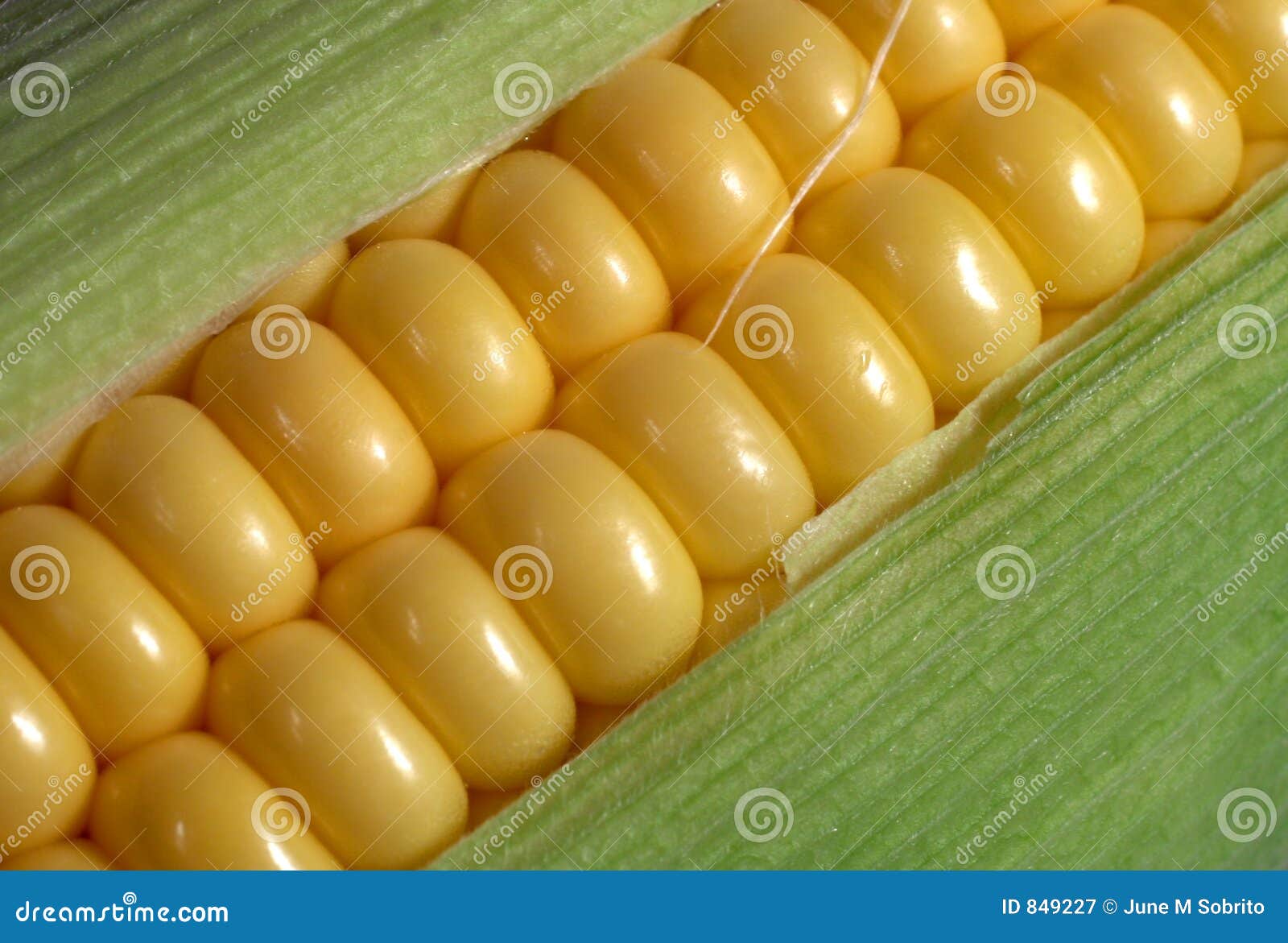 Fresh Corn 2 stock image. Image of corn, farm, kernel, maize - 849227