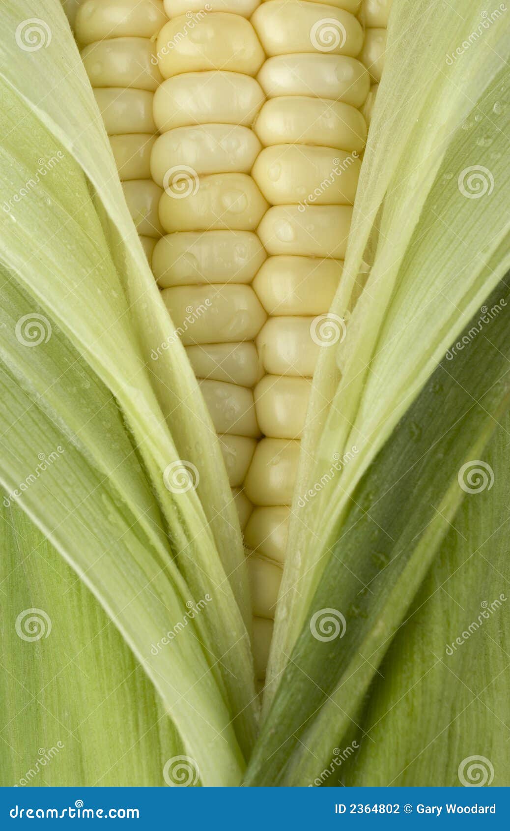 Fresh Corn. stock photo. Image of sweet, food, opened - 2364802