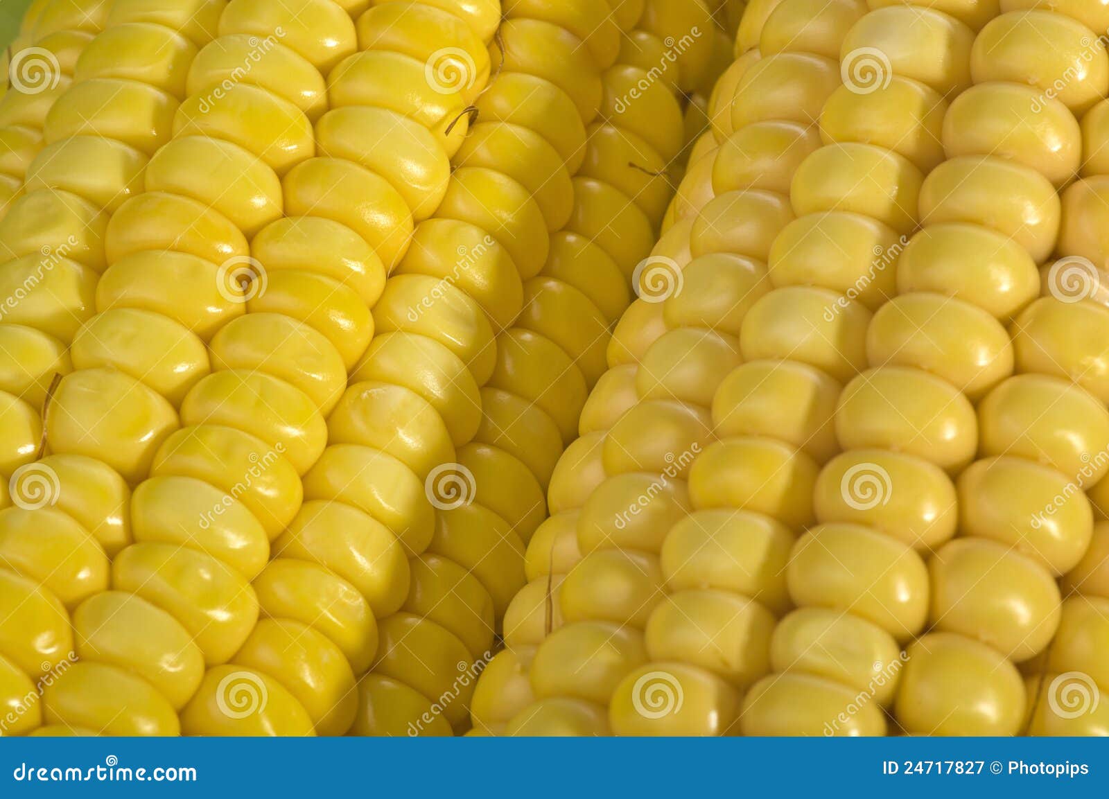 Fresh corn stock image. Image of healthy, ingredient - 24717827