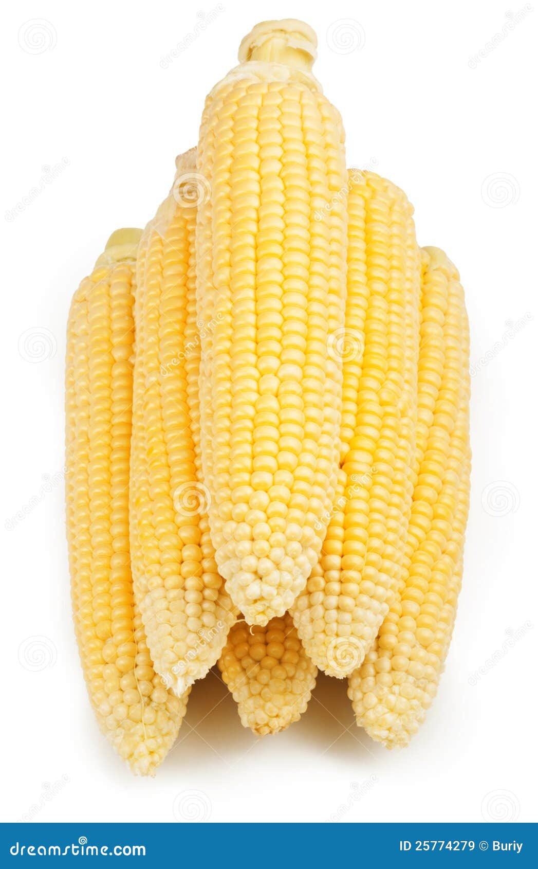 Fresh corn stock image. Image of background, corn, healthy - 25774279