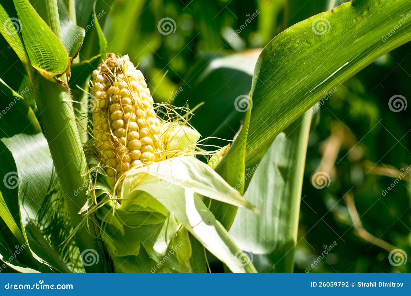 Fresh corn stock photo. Image of bright, nature, outdoors - 26059792