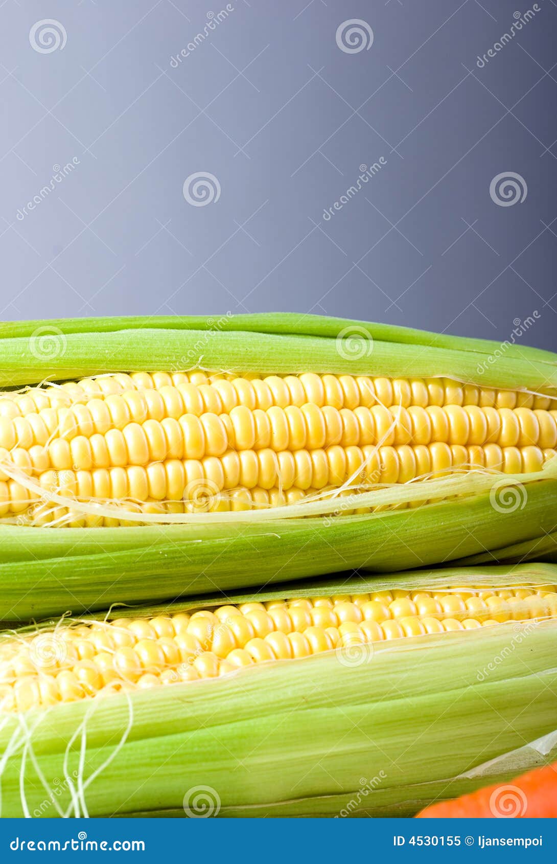 Fresh corn stock image. Image of harvest, green, healthy - 4530155