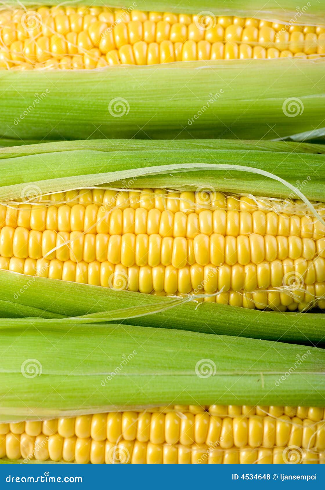 Fresh corn stock photo. Image of close, food, crisp, harvest - 4534648