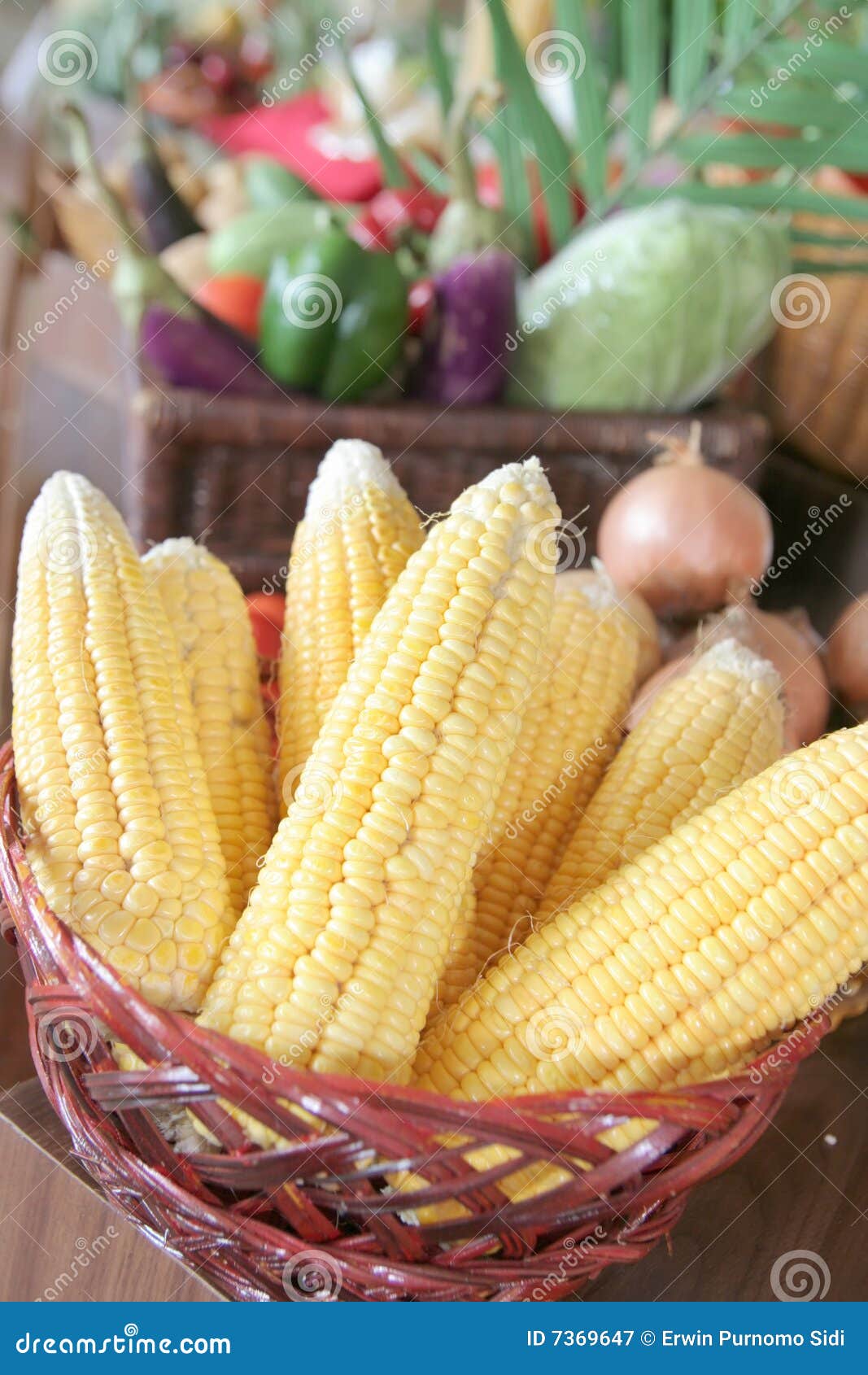 Fresh corn stock image. Image of vegetable, quality, high - 7369647