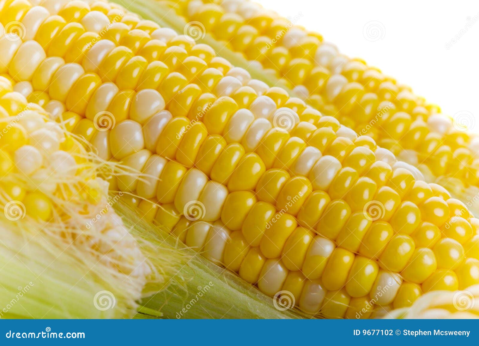 Fresh corn stock photo. Image of food, kernels, organic - 9677102