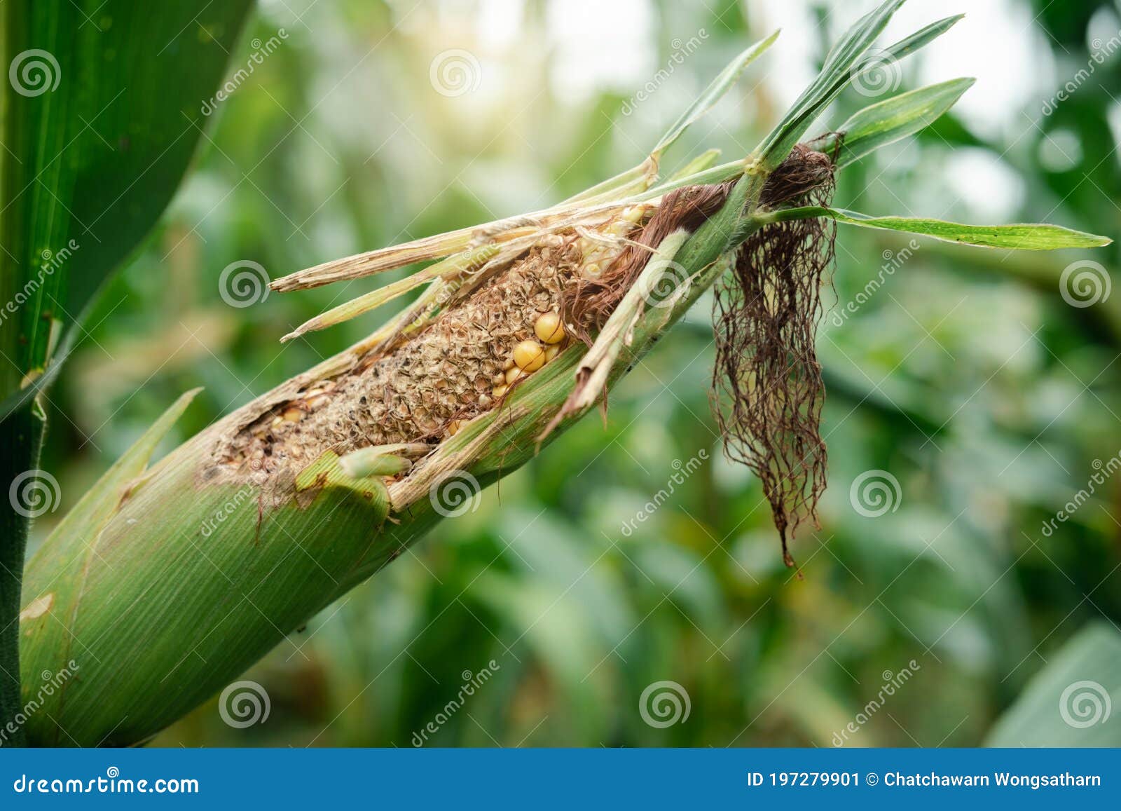 Fresh Corn for Animal in the Field Stock Image - Image of diverse ...