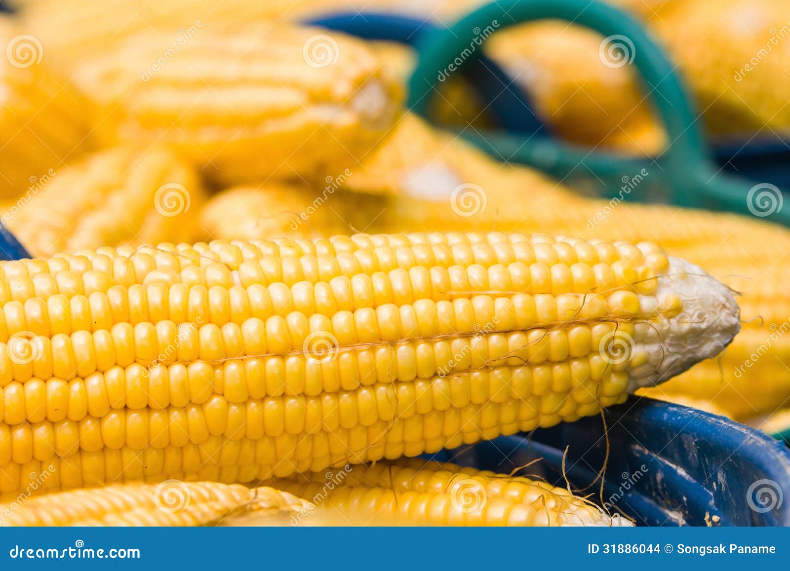 Fresh corn in basket stock photo. Image of environment - 31886044