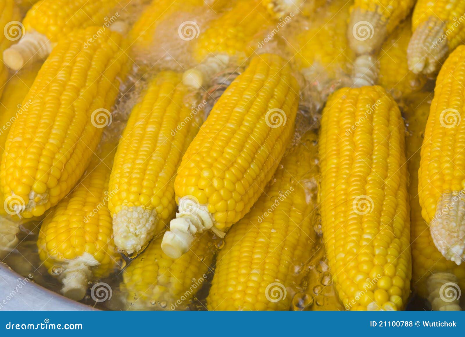 Fresh Corn in Boiling Water Stock Photo - Image of boil, fresh: 21100788