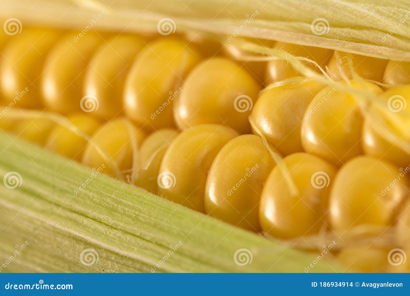 Fresh Corn Close up stock photo. Image of agriculture - 186934914
