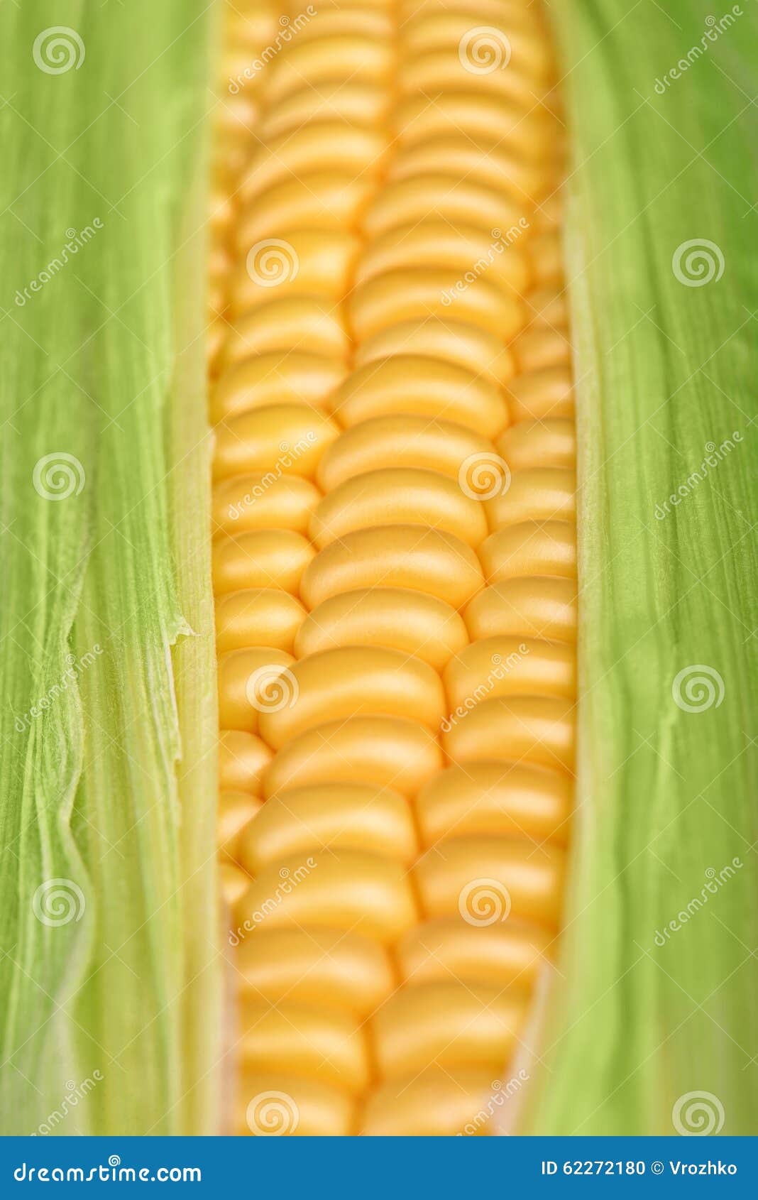 Fresh corn closeup stock photo. Image of corncob, natural - 62272180
