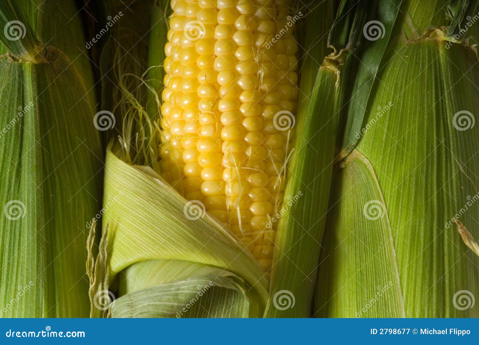 Fresh Corn Cob, Young Corn Stalks, Close Up View Royalty-Free Stock ... Fresh Corn Cob, Young Corn Stalks, Close Up View Royalty-Free Stock ...