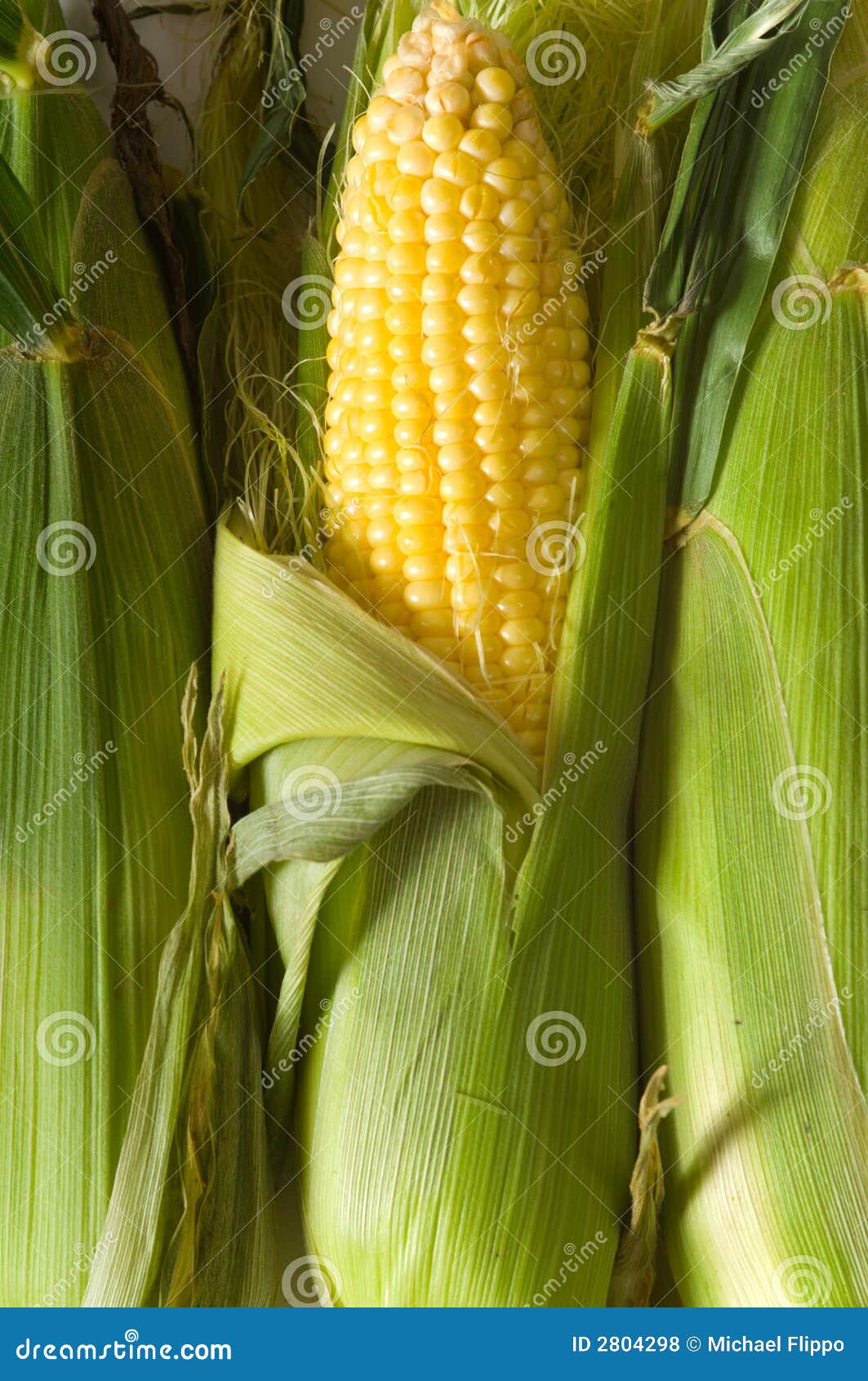 Fresh Corn Cob, Young Corn Stalks, Close Up View Royalty-Free Stock ... Fresh Corn Cob, Young Corn Stalks, Close Up View Royalty-Free Stock ...