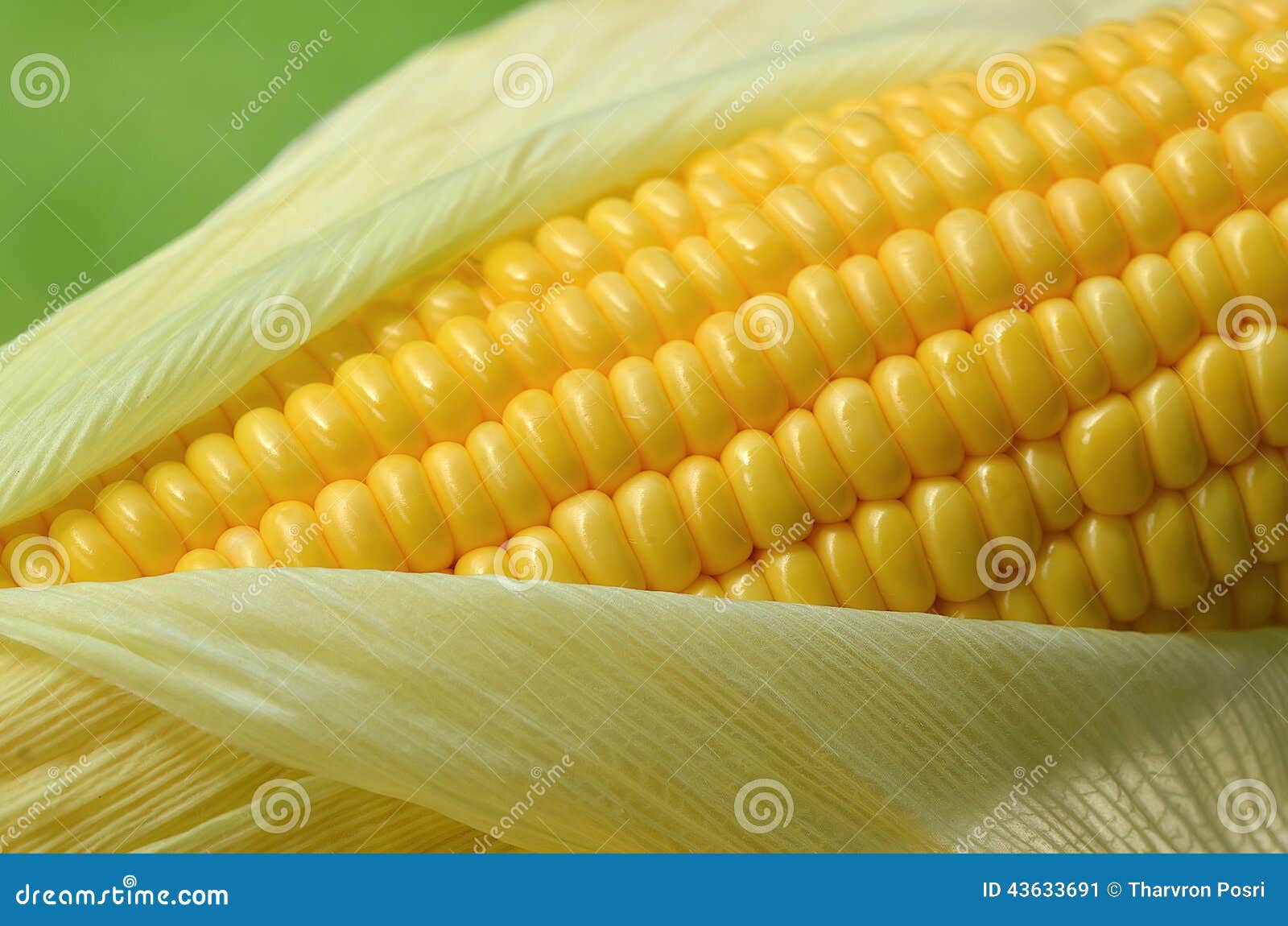Fresh corn cob stock image. Image of cooking, diet, corn - 43633691