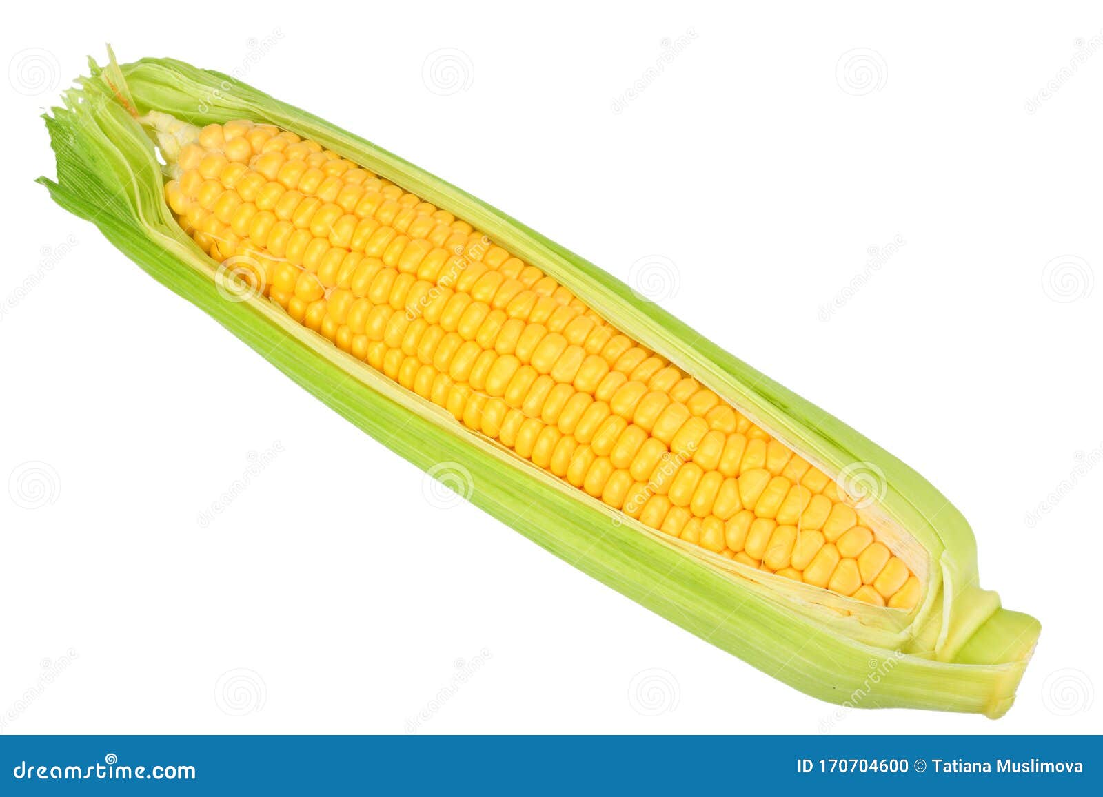 Fresh Corn on Cob Isolated on White Background Stock Photo - Image of ...