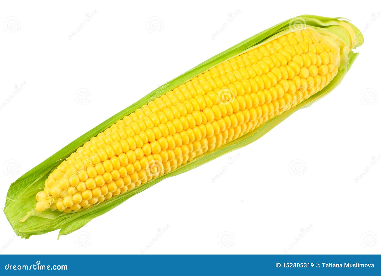 Fresh Corn on Cob Isolated on White Background Stock Image - Image of ... Fresh Corn on Cob Isolated on White Background Stock Image - Image of ...