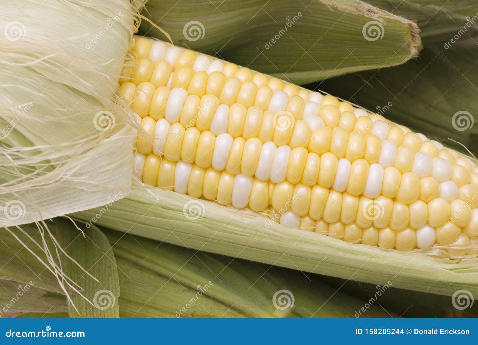 Fresh corn on the cob stock photo. Image of color, shot - 158205244