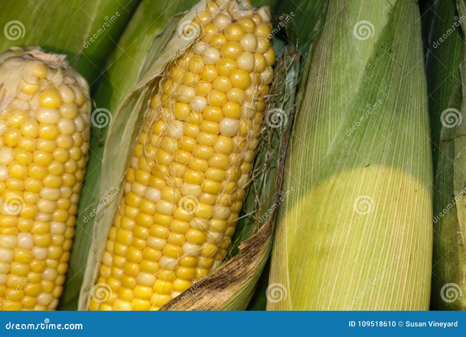 Fresh Corn on the Cob Partly in the Husk with Silks Stacked Vertically ...