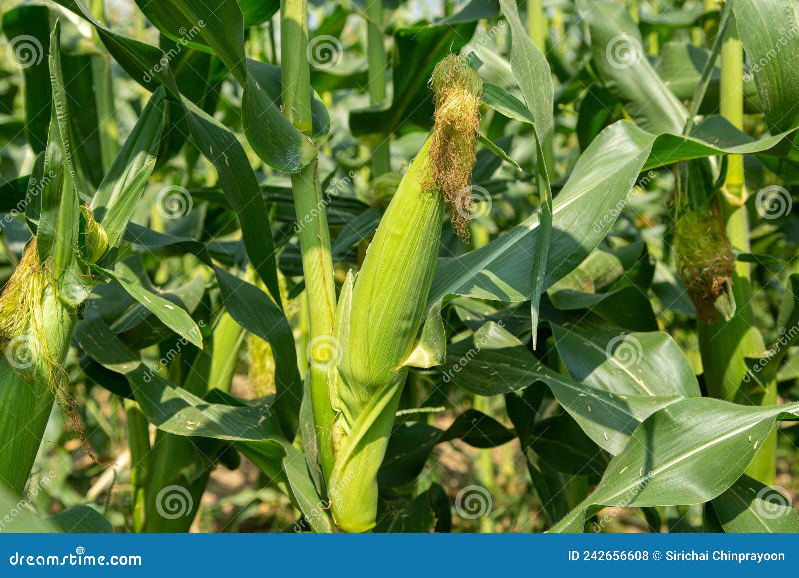 Fresh corn cob on plant stock photo. Image of organic - 242656608