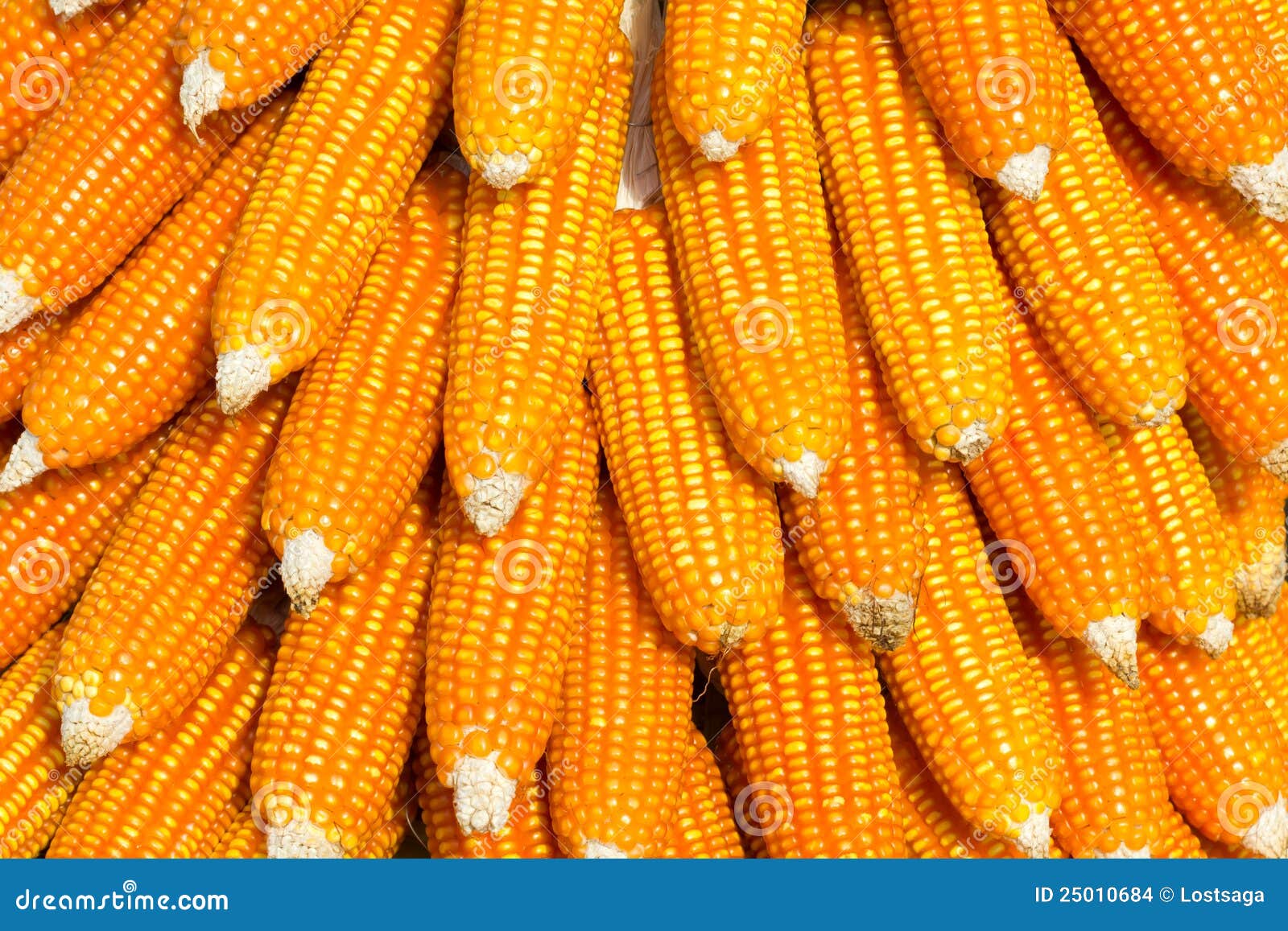 Fresh corn cobs stock photo. Image of meal, cereal, organic - 25010684