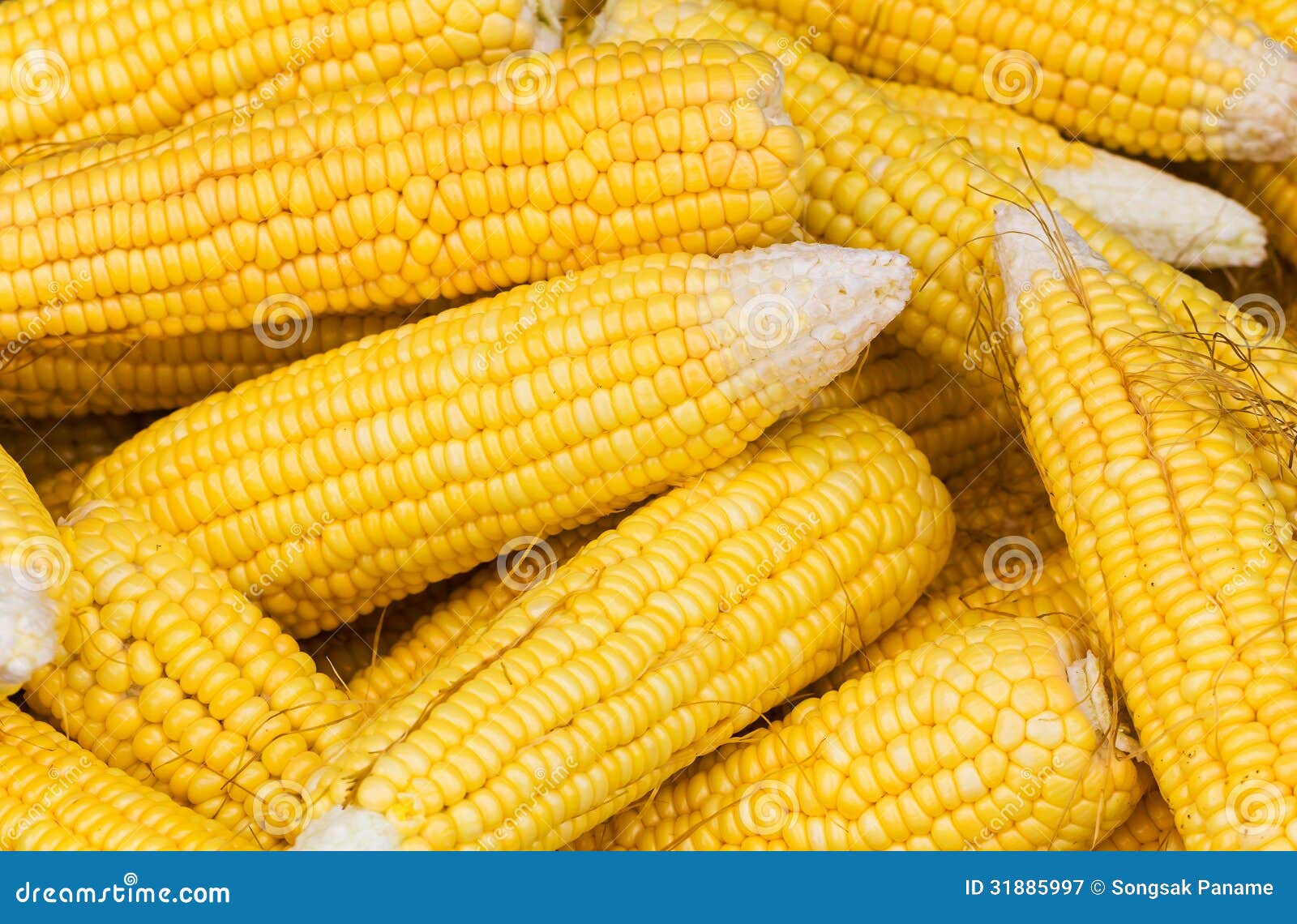 Fresh corn cobs stock image. Image of healthy, cook, ripe - 31885997