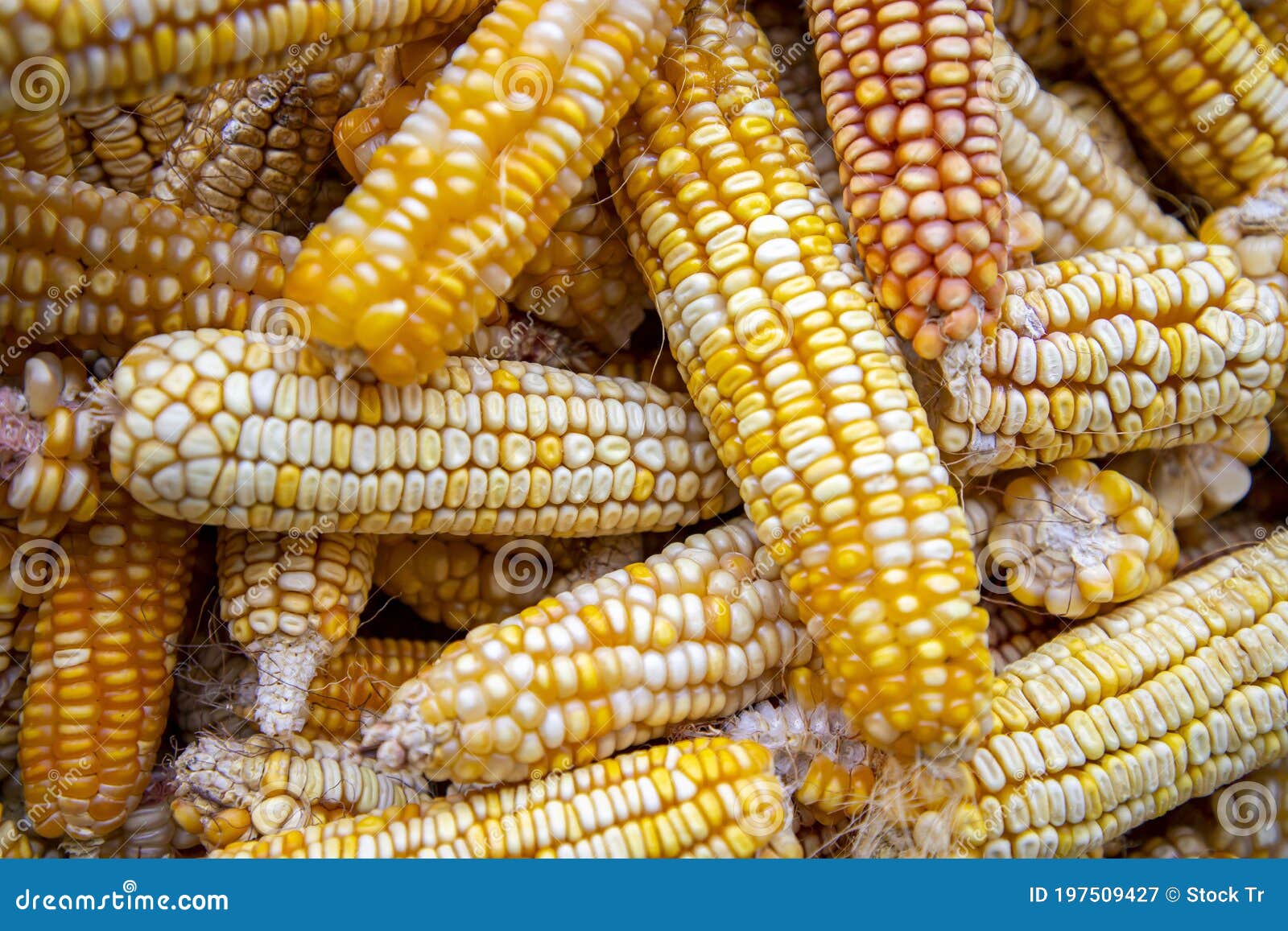 Sun Dried Fresh Organic Corn Cob Stock Image - Image of cobs, freshness ...