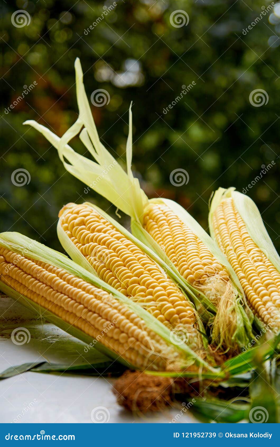 Fresh Corn Cobs with Corn Leaves on a White Table Close Up on the ...