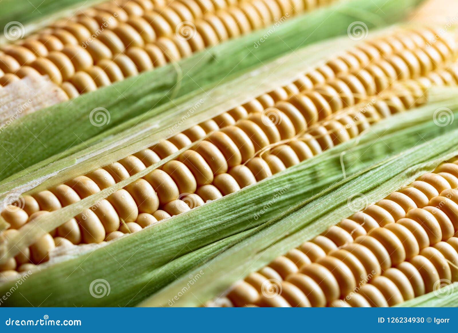 Fresh corn on cobs. stock photo. Image of corncob, nature - 126234930