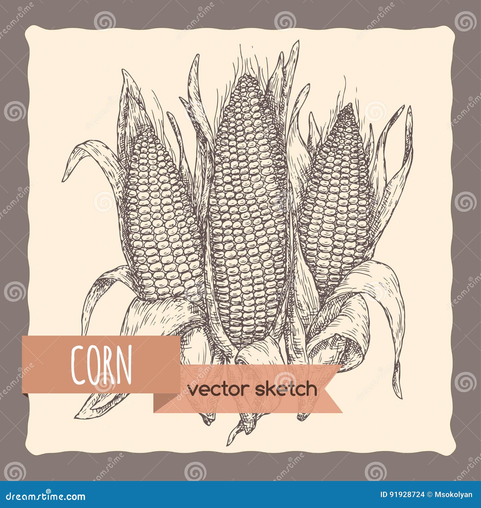 Fresh Corn Cobs Hand Drawn Sketch. Stock Vector - Illustration of cook ...
