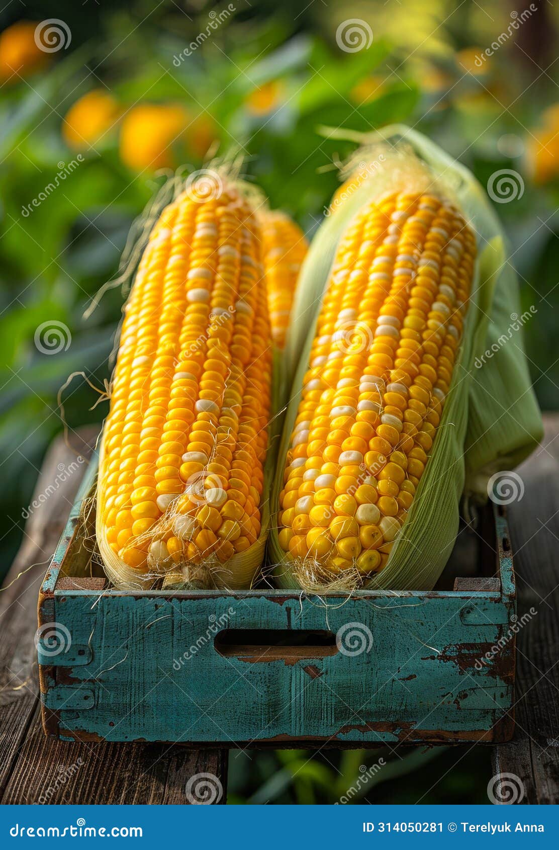 Fresh Corn Cobs in Wooden Box on Background of Green Leaves Stock Image ...