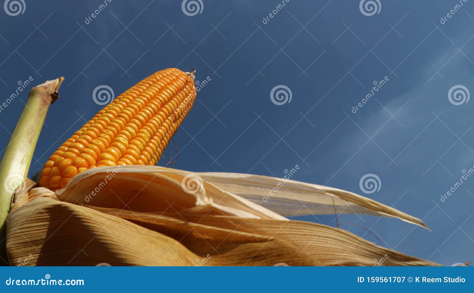 Corn Cob Cornstalk Background Stock Image | CartoonDealer.com #121654795