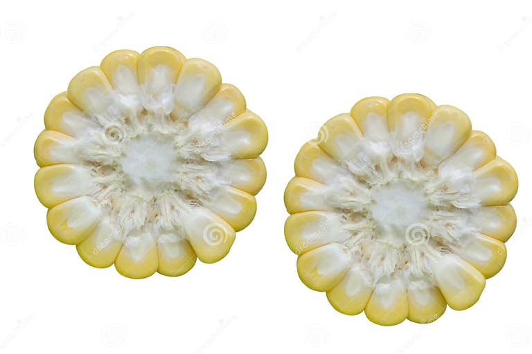 Fresh Corn Cross-section stock photo. Image of background - 57433236