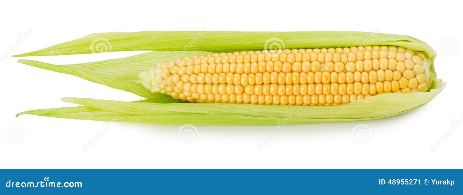 Fresh Corn Ear Isolated on the White Background Stock Image - Image of ...