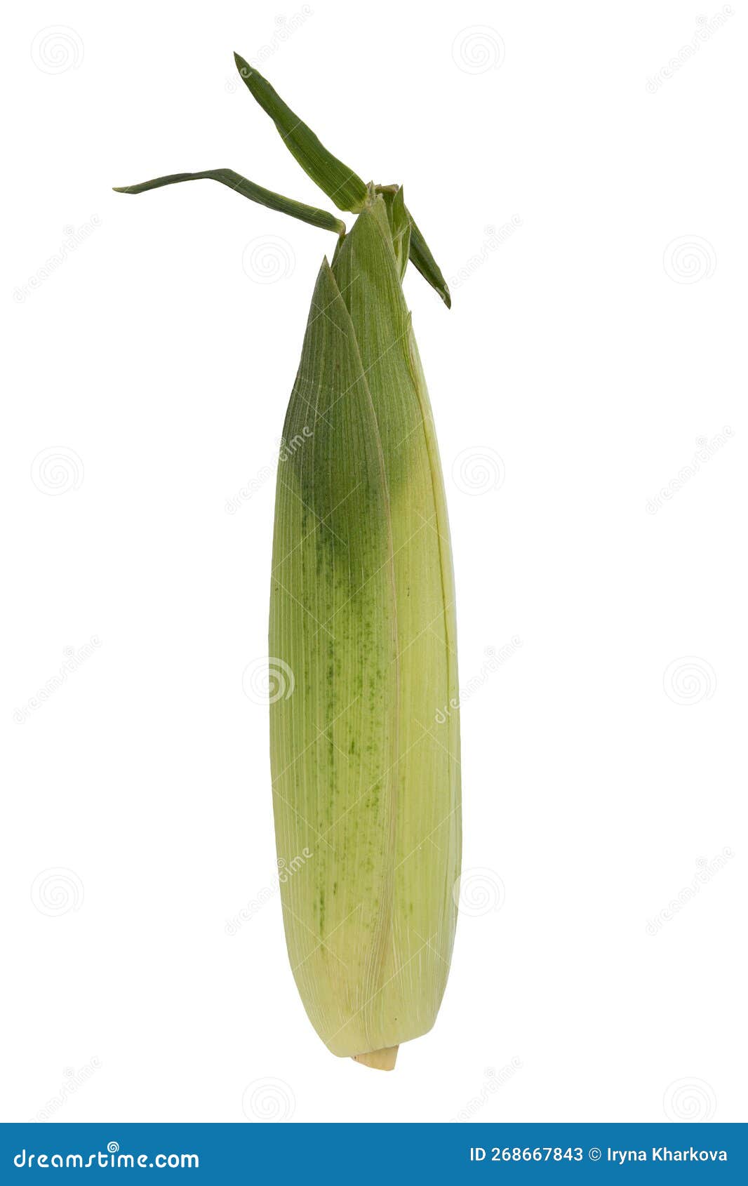 Fresh Corn Ears with Green Leaves Isolated on White Stock Image - Image ...