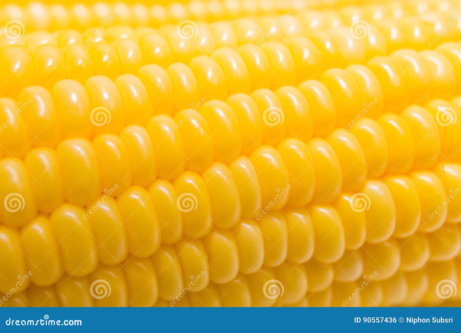 Fresh Corn in Farm Closeup Image Worm Light Stock Photo - Image of ...