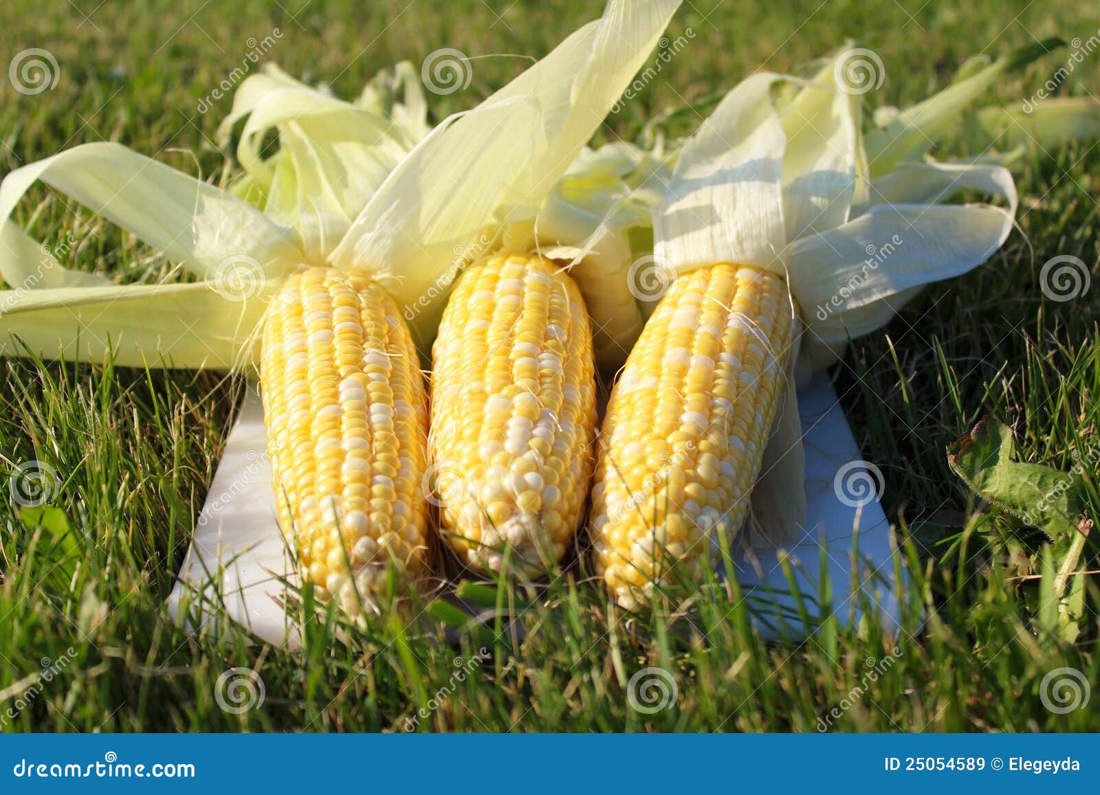Fresh corn on the grass stock image. Image of natural - 25054589