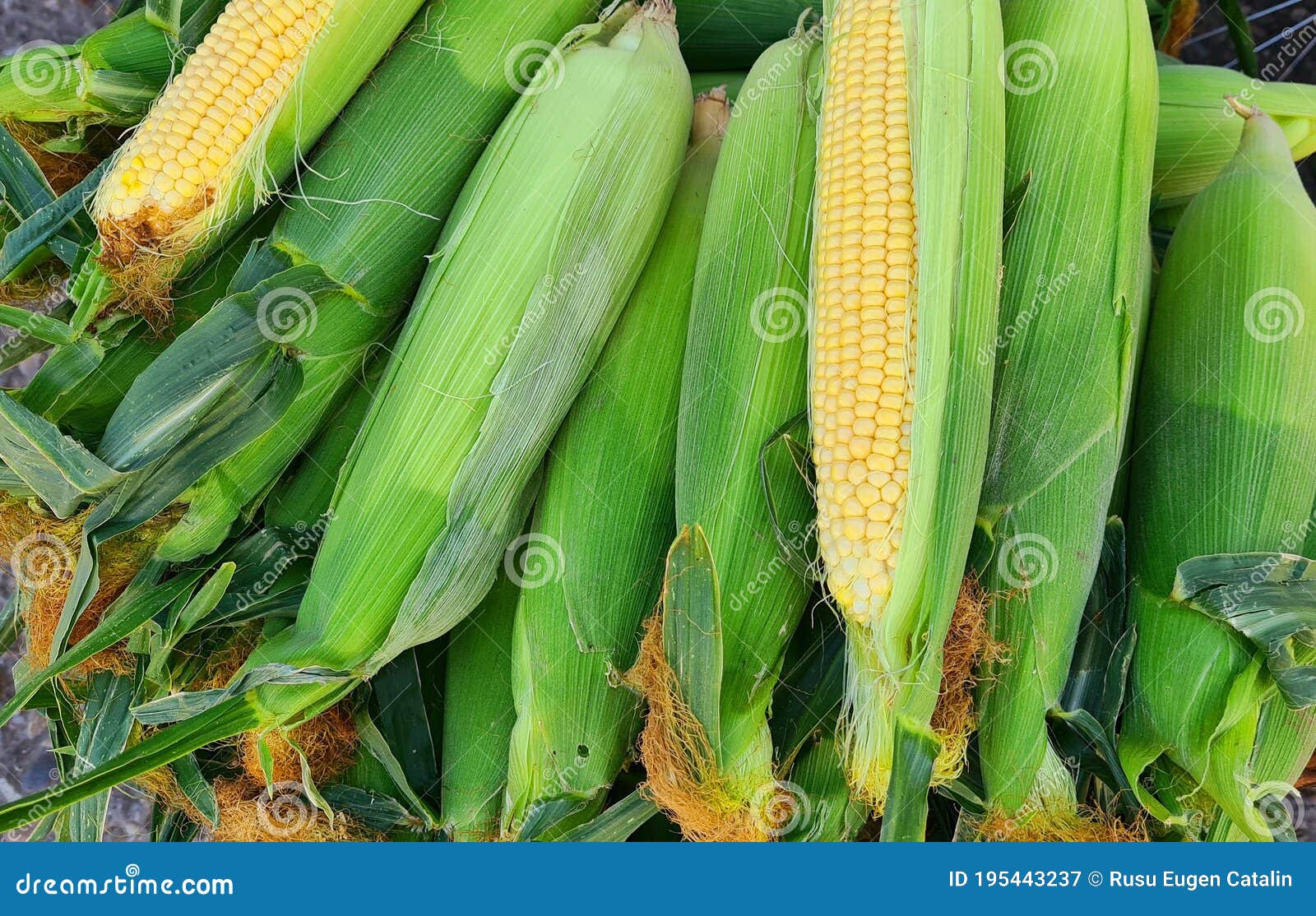 Ear Of Corn. Green Fruit Of Corn. Green Rows Of Corn In The Field ...