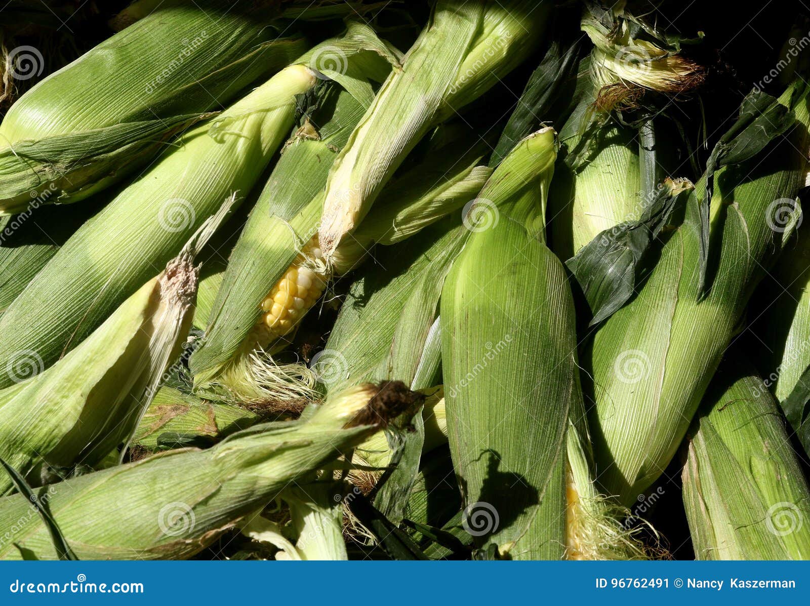 Fresh corn in green husks stock image. Image of food - 96762491