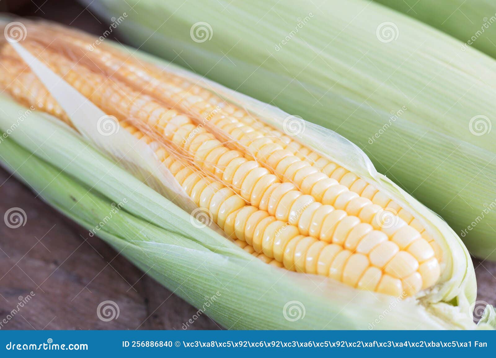 Fresh corn with green rind stock photo. Image of rice - 256886840