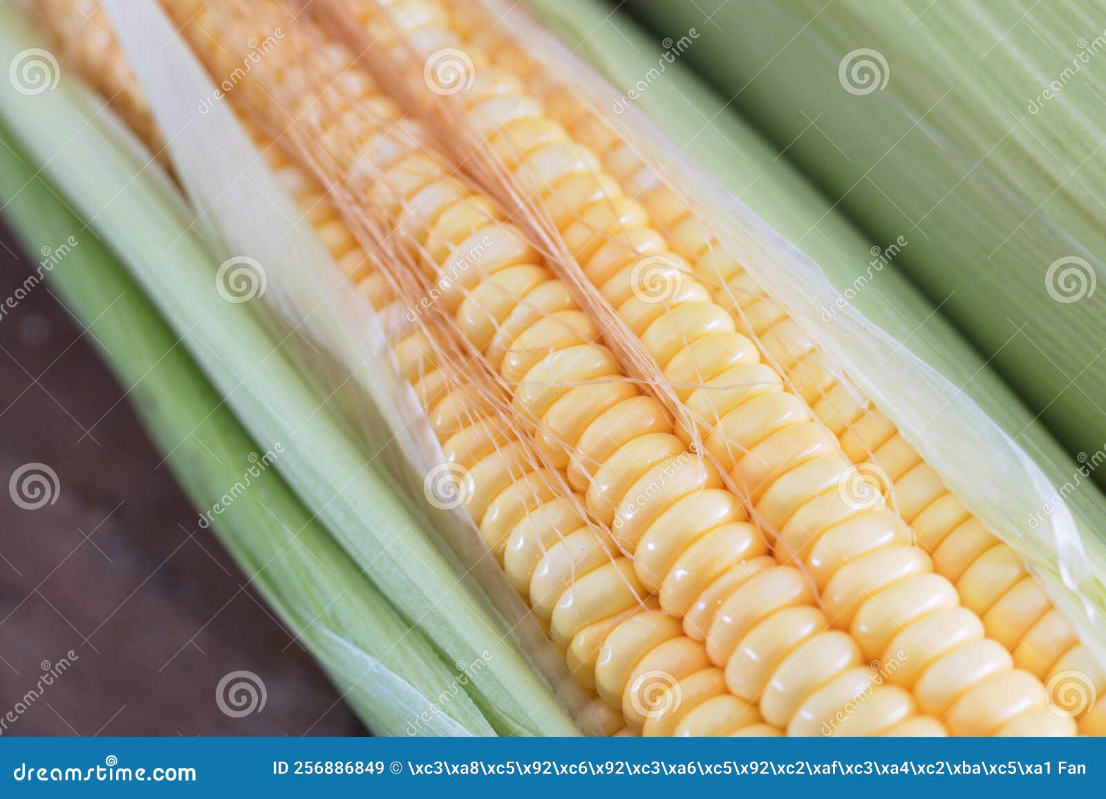 Fresh corn with green rind stock image. Image of agriculture - 256886849