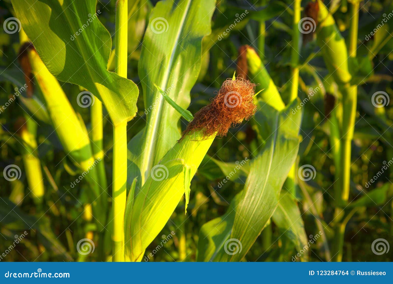 Cultivation of corn stock photo. Image of color, green - 123284764