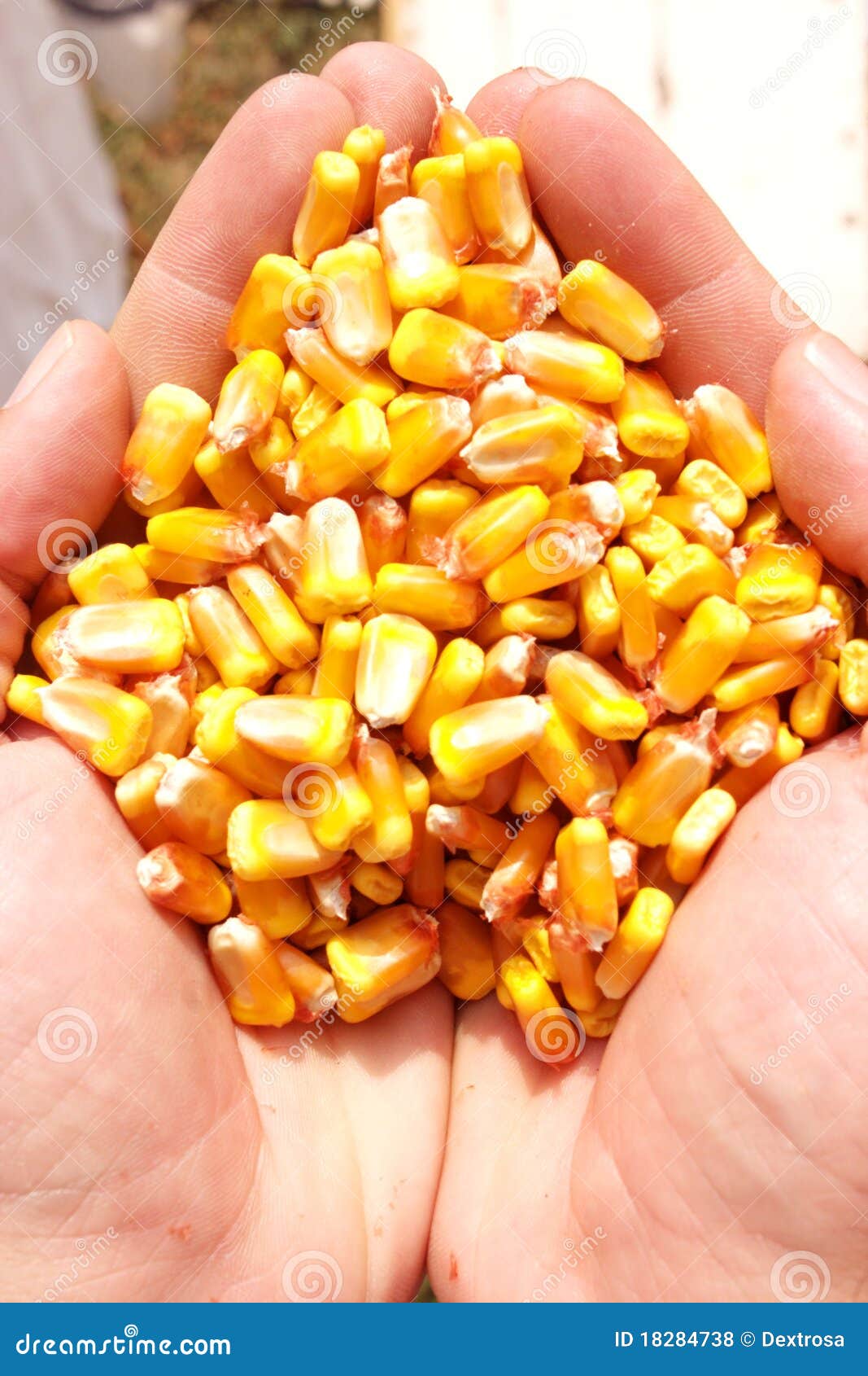 Fresh corn in hand stock photo. Image of hand, indian - 18284738