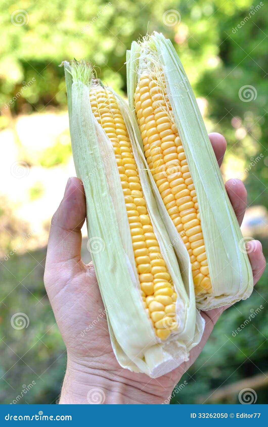 Fresh corn stock photo. Image of cobs, morning, sweet - 33262050