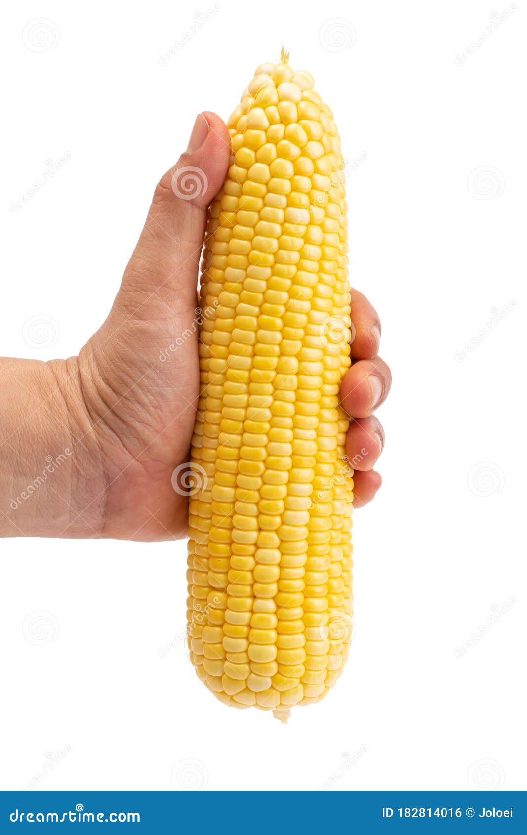 Fresh Corn in Hand on White Background Stock Photo - Image of ...