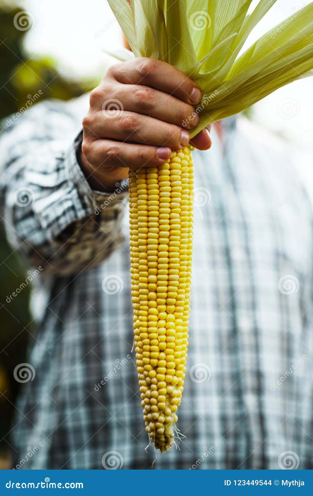 Fresh corn in hands stock photo. Image of crop, fresh - 123449544